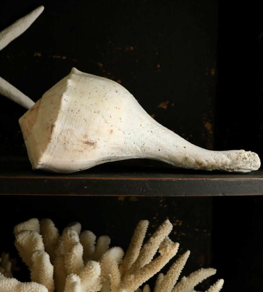 Old White Whelk Sea Shell - Nora Murphy Country House