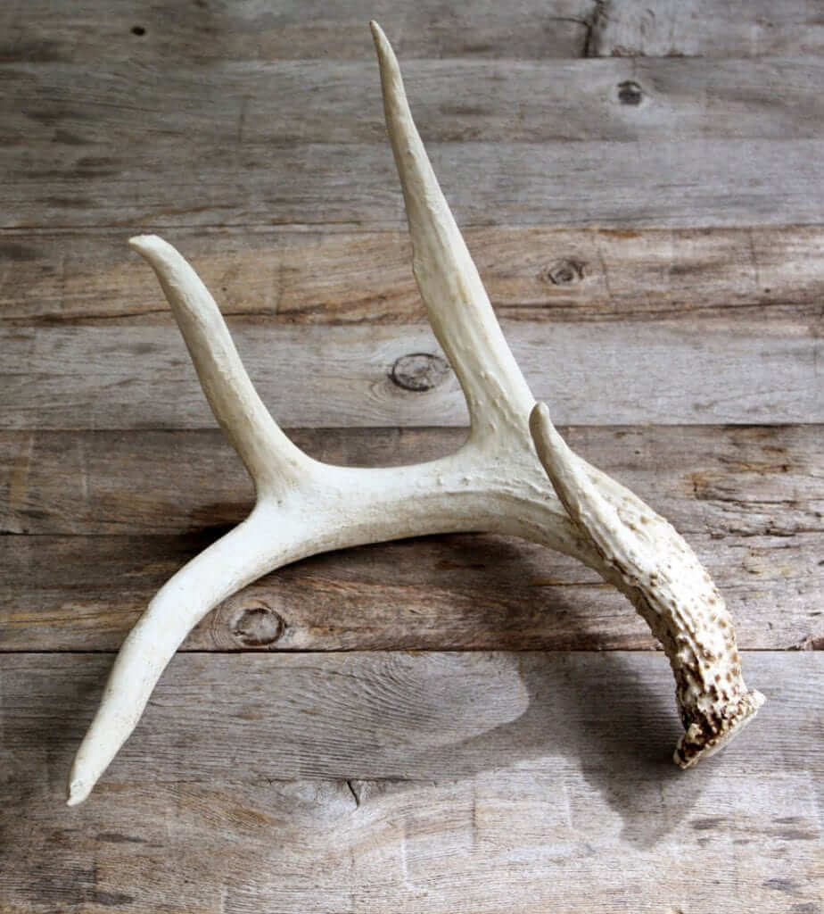 Old White Tail Deer Antlers - Nora Murphy Country House