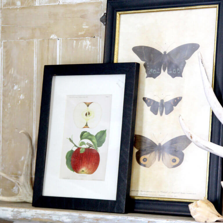 Jeffries Apple - Nora Murphy Country House