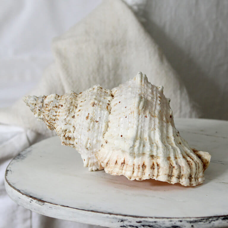 Old Horn Shell - Nora Murphy Country House