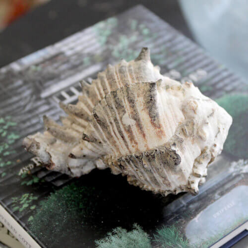 Spiky Murex Conch Shell - Nora Murphy Country House