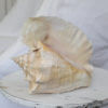 Old Atlantic Conch Shell - Nora Murphy Country House