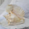 Old Atlantic Conch Shell - Nora Murphy Country House