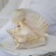 Old Atlantic Conch Shell - Nora Murphy Country House