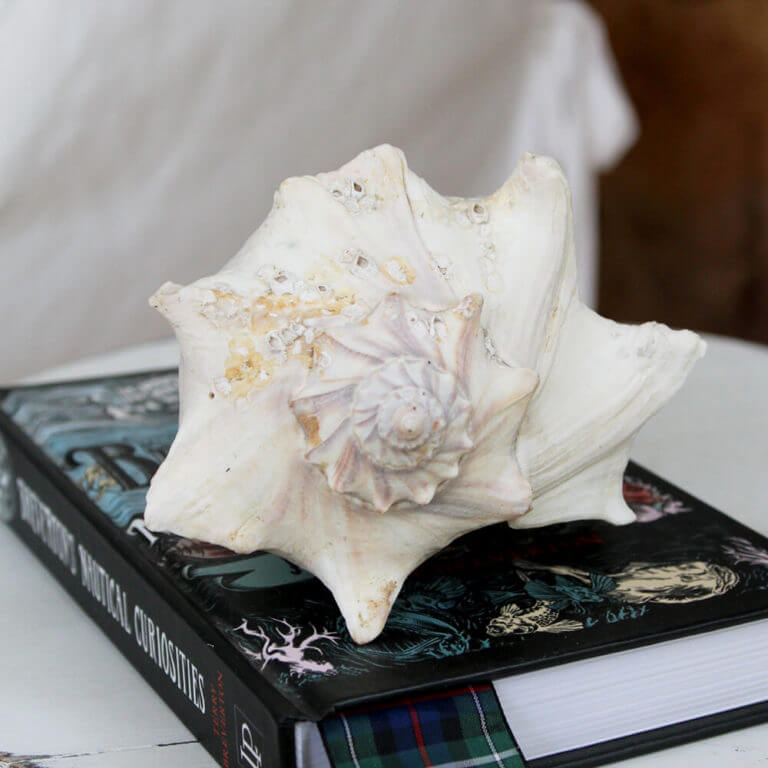 Old White Whelk - Nora Murphy Country House