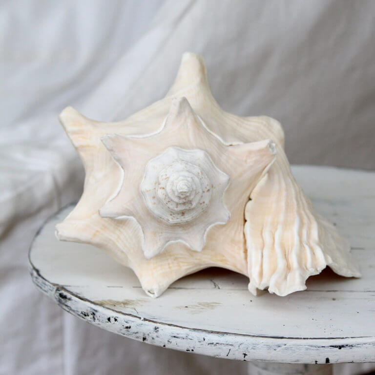 Old Atlantic Conch Shell - Nora Murphy Country House