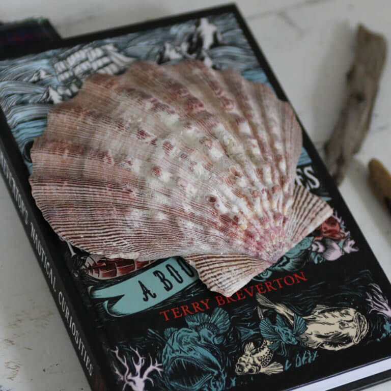 Old Atlantic Scallop Shell - Nora Murphy Country House