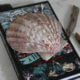 Old Atlantic Scallop Shell - Nora Murphy Country House