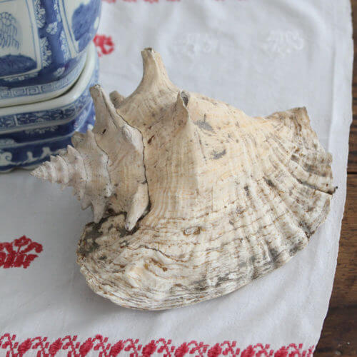 Old Muddy Atlantic Conch Shell - Nora Murphy Country House