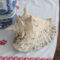 Old Muddy Atlantic Conch Shell - Nora Murphy Country House