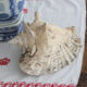 Old Muddy Atlantic Conch Shell - Nora Murphy Country House