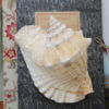Old Atlantic Conch Shell - Nora Murphy Country House