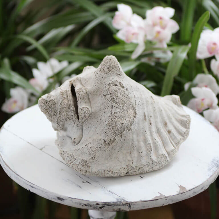 Old Atlantic Conch Shell - Nora Murphy Country House