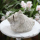 Old Atlantic Conch Shell - Nora Murphy Country House