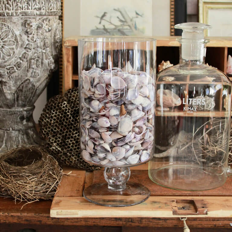 Baby Clam Shell Collection - Nora Murphy Country House