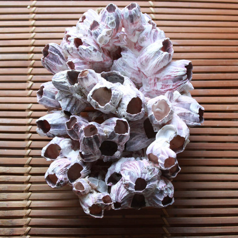 Big Old Barnacle - Nora Murphy Country House