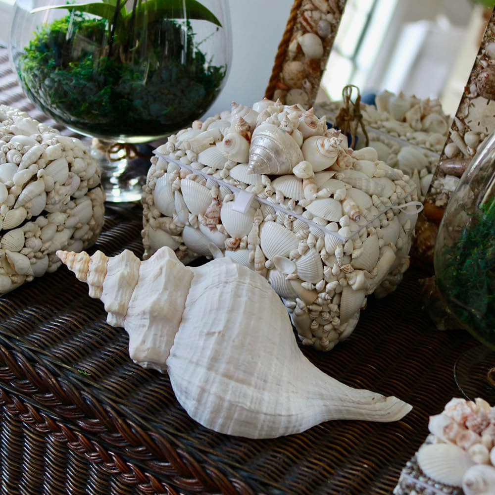 Large Florida Horse Conch Shell - Nora Murphy Country House