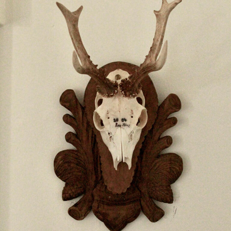 Antique German Deer Antler Mount - Nora Murphy Country House