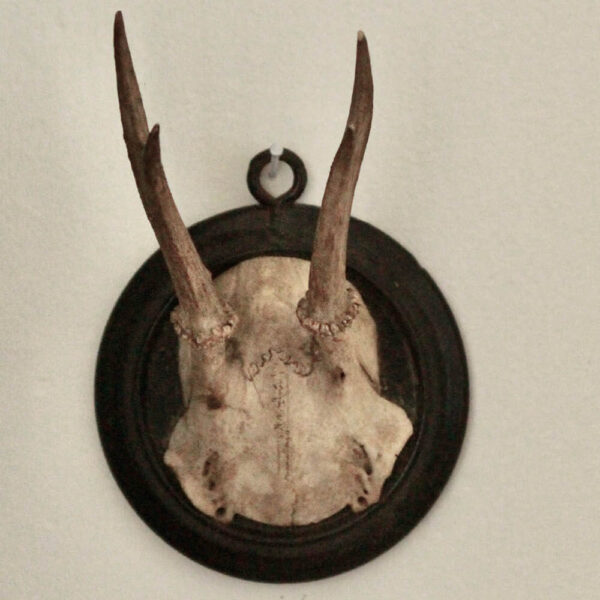 Petite Antique Austrian Deer Antlers Mount - Nora Murphy Country House