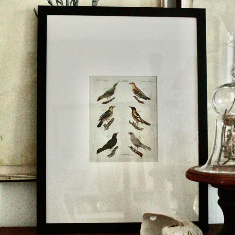 Antique Ornithological Bird Engraving XXXII - Nora Murphy Country House
