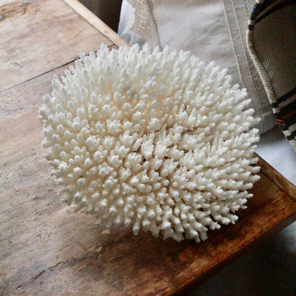 Large Natural White Coral Specimen - Nora Murphy Country House